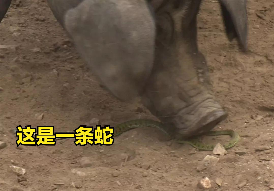 The pig is the nemesis of the snake?Snakes are one of the animals most ...