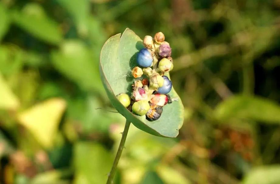 This weed is nicknamed "Agrimonia". Venomous snakes don't like to pass ...
