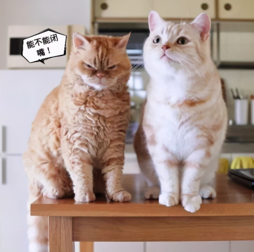 Cat cold knowledge: Why do cats turn around and run after mating? - iNEWS