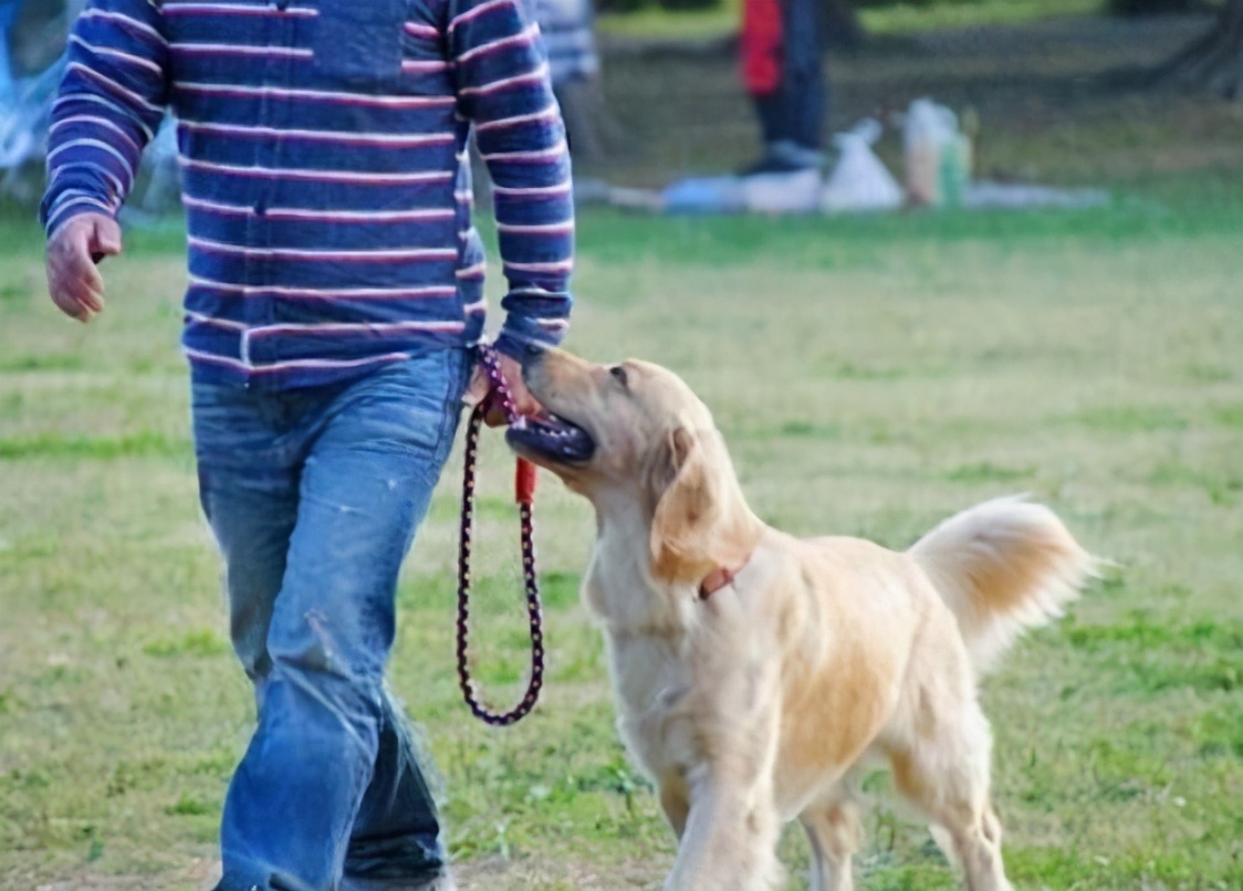 The dogs of the "Wang family" have these characteristics. - iNEWS