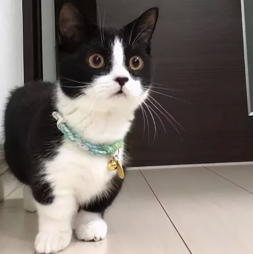 Cow cats, one of the most popular garden cats, why are so many people ...