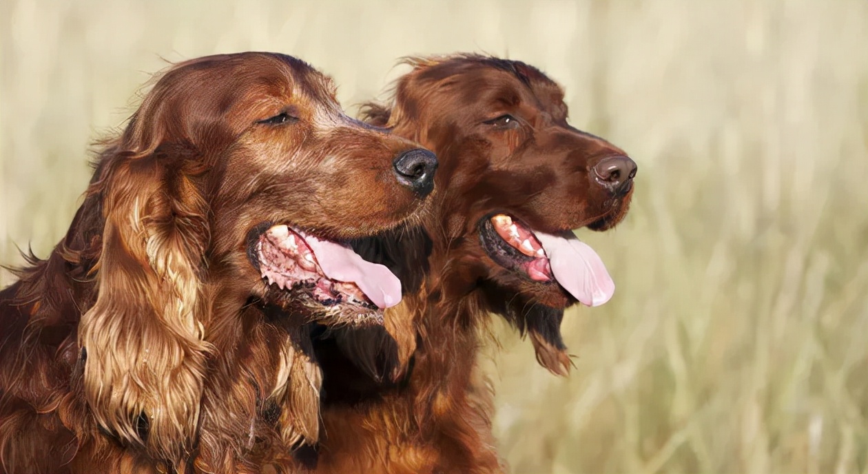 The unspeakable hidden "bad breath" of dogs-4 major reasons, 4 ...