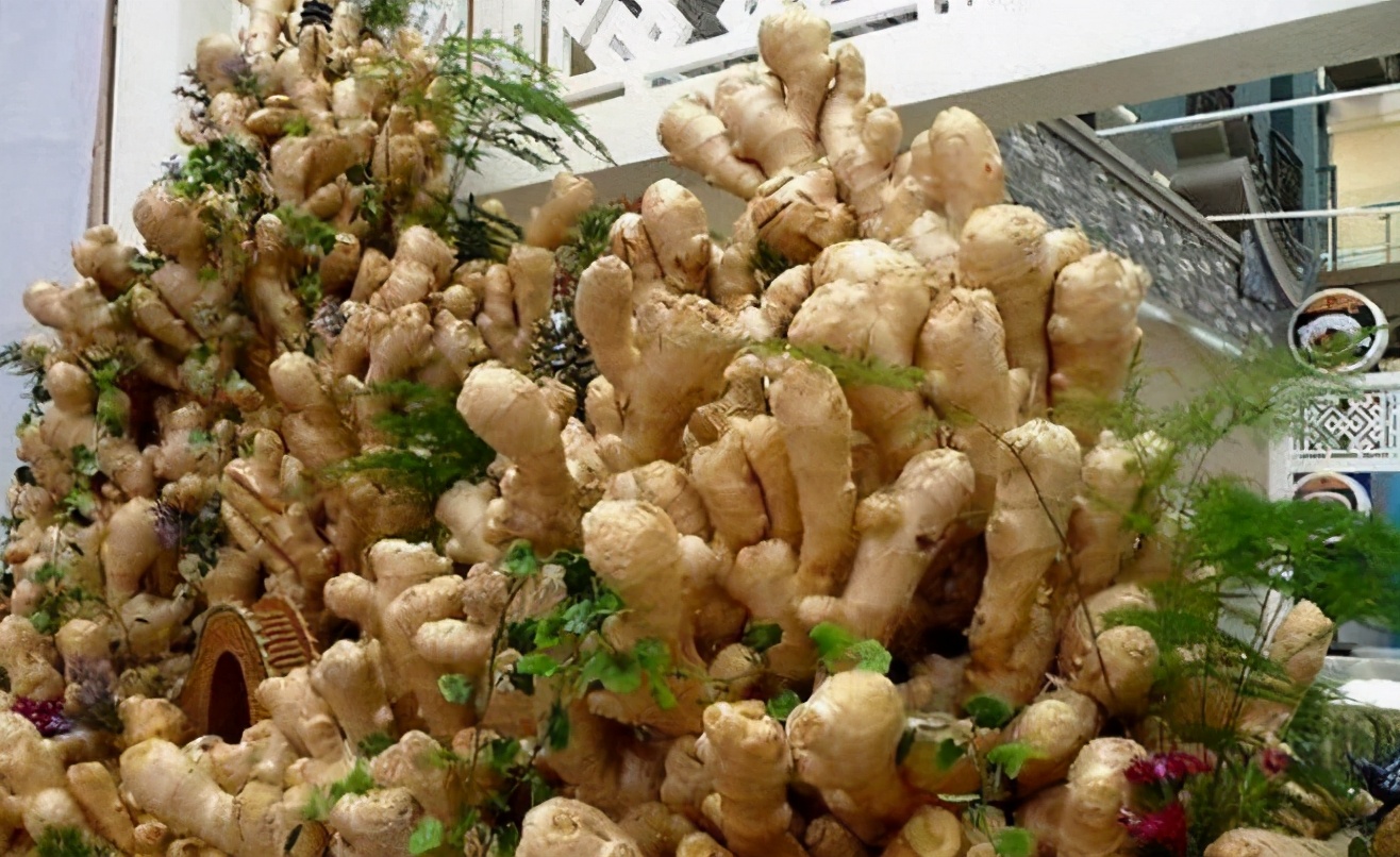 Indoor ginger grows regardless of season, master the germination ...