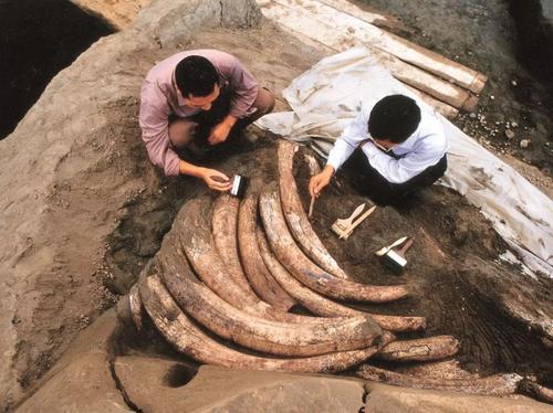 Thousands of ivory were found in Jinsha, Sichuan. After digging it for ...