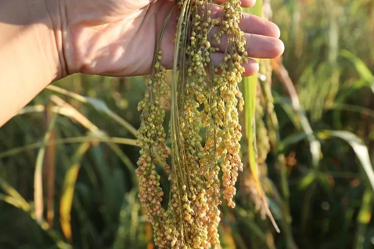 Is there a difference between millet and yellow rice? In comparison ...
