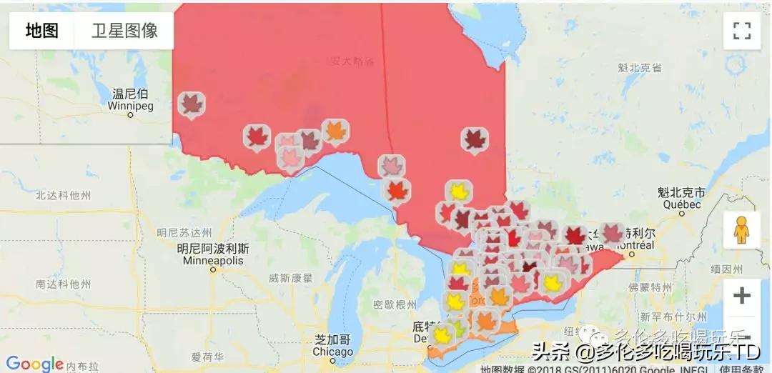 Algonquin maple leaves completely change color, Ontario maple viewing ...