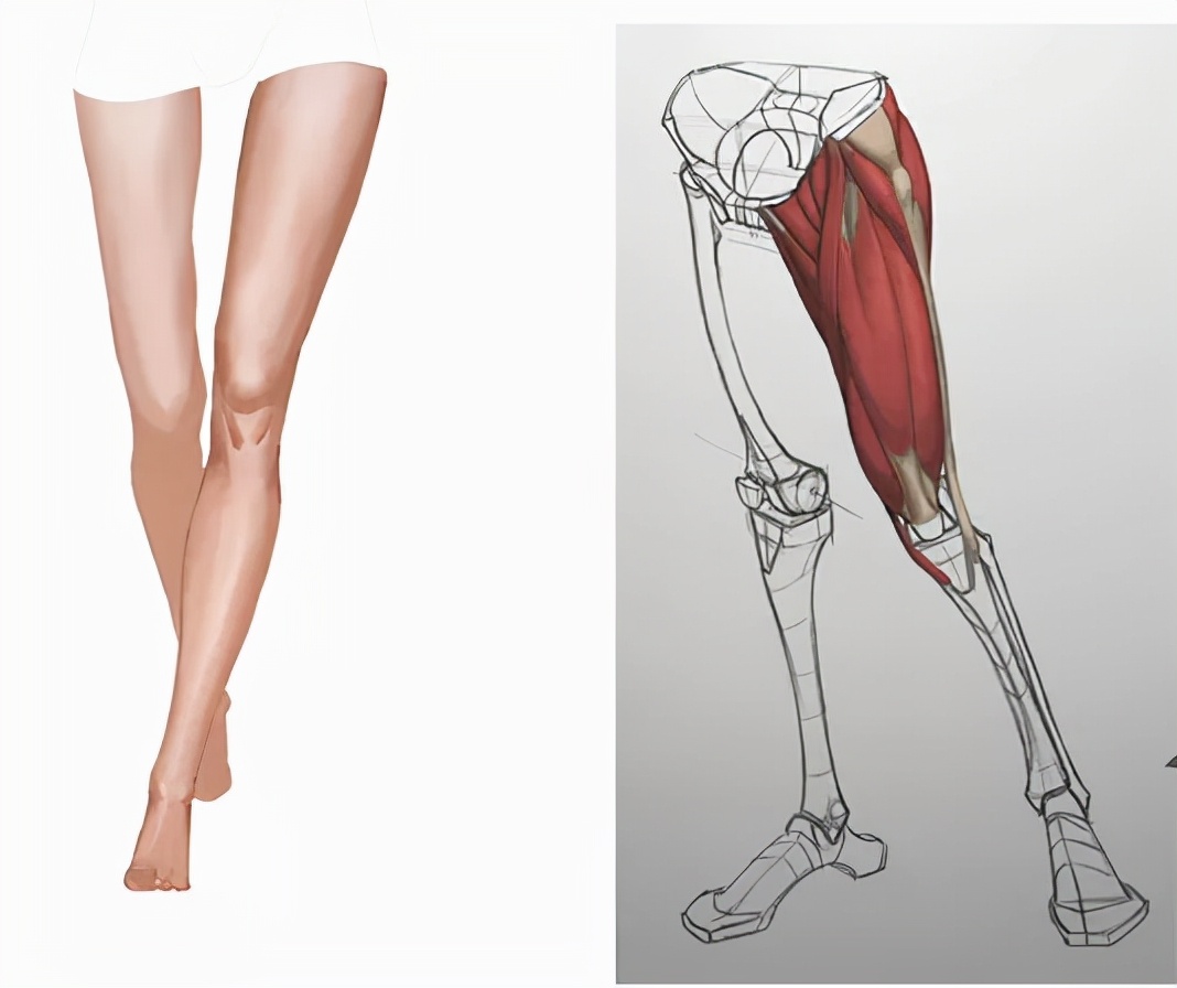 How can I draw a perfect leg?How to draw leg bones that many novices ...