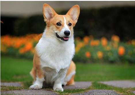 The 5 most "scheming" dogs in the dog world - iNEWS