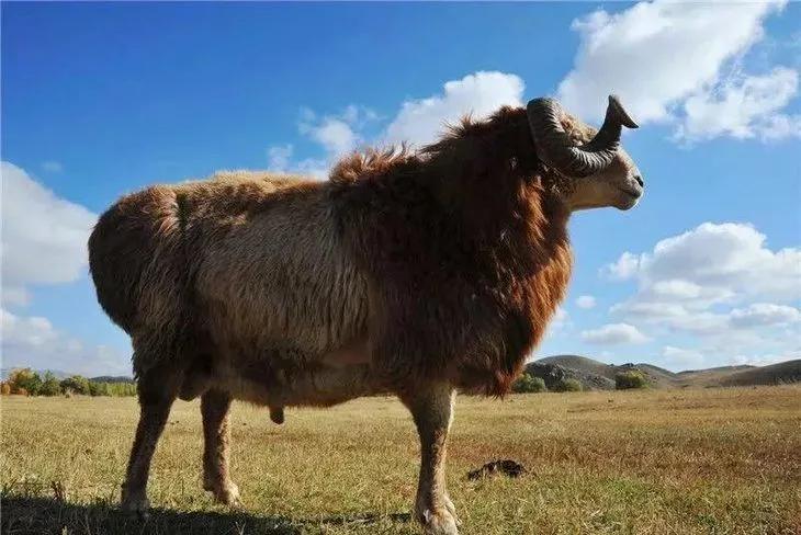 What are the sheep breeds in Xinjiang - iNEWS