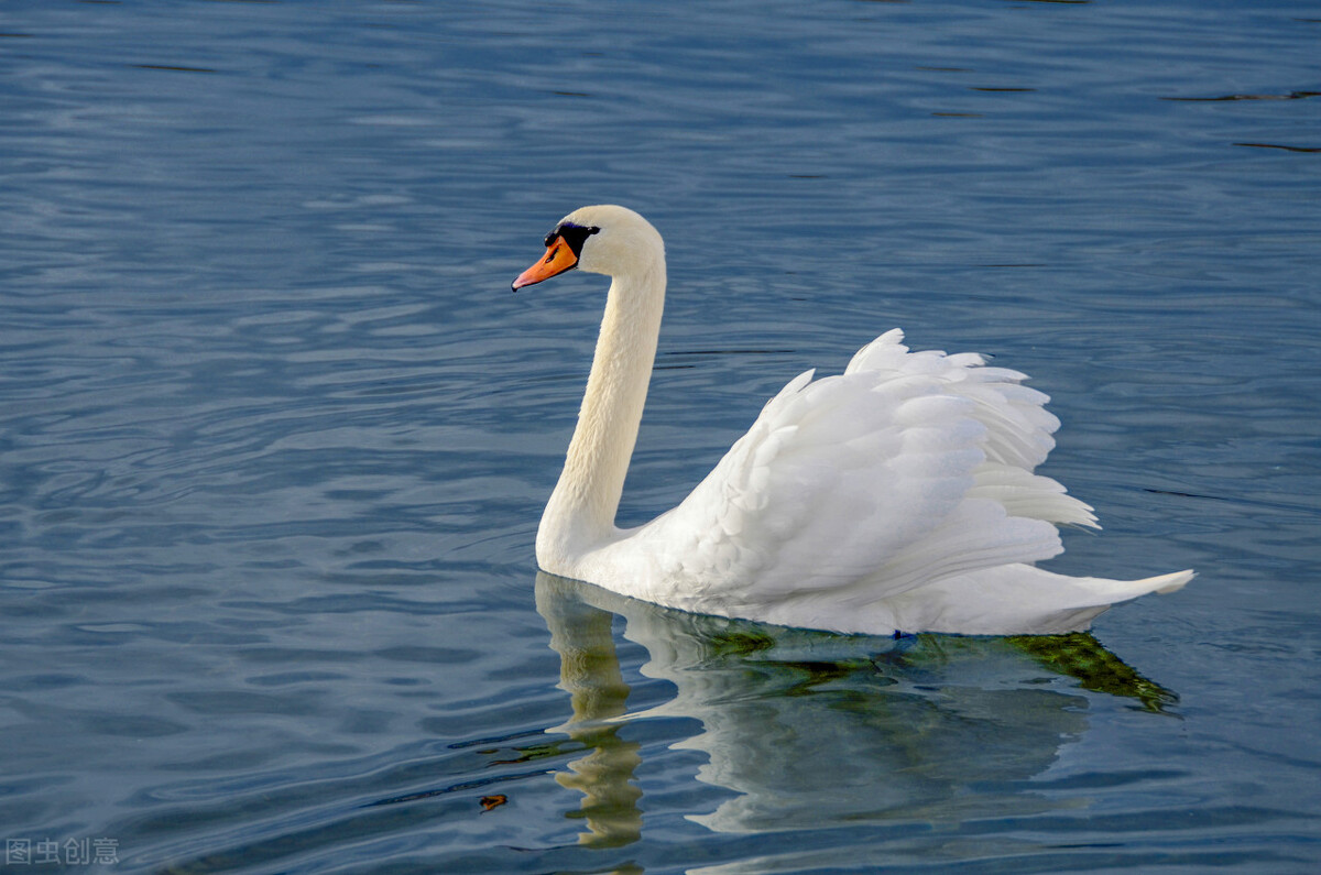 After seeing the red-crowned crane up close in Inner Mongolia, I ...