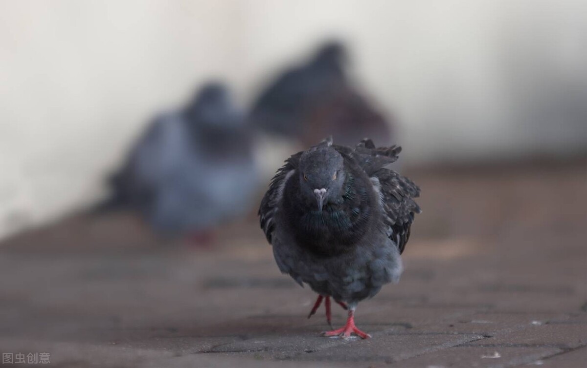 What kind of medicine do pigeons take for a single eye cold? - iNEWS