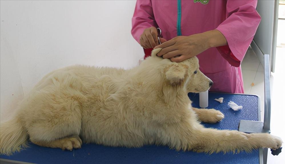 Samoyed body odor treatment - iNEWS