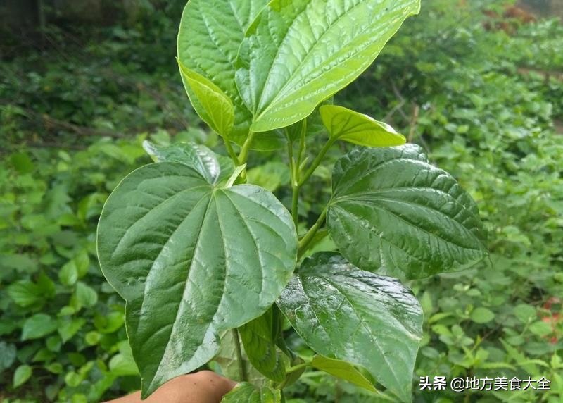 Uncle Nanning uses old leaves to make extinct snacks, inheriting ...