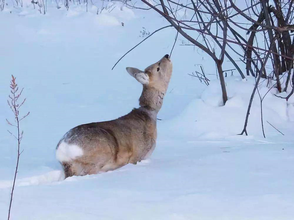 How stupid is a silly roe deer?Stupid enough that it is not extinct, is ...