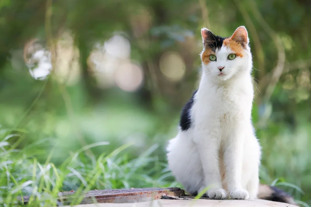 EOS R6 is the best when shooting cats and feelings right - iNEWS