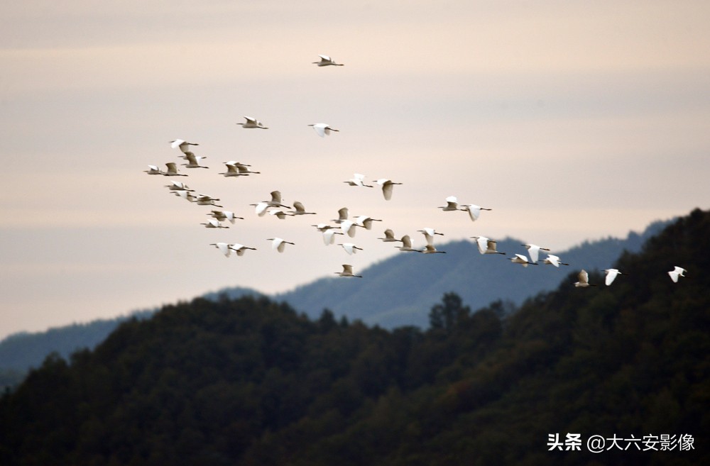Huoshan: The beautiful scenery of the hometown and the birds dancing ...