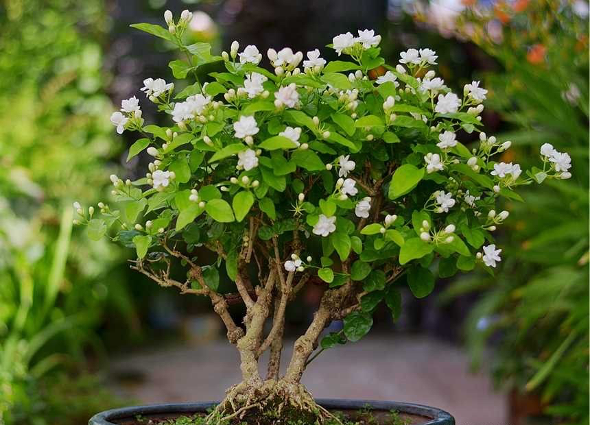 Raise jasmine flowers, do 3 things carefully, the flowers are full of ...