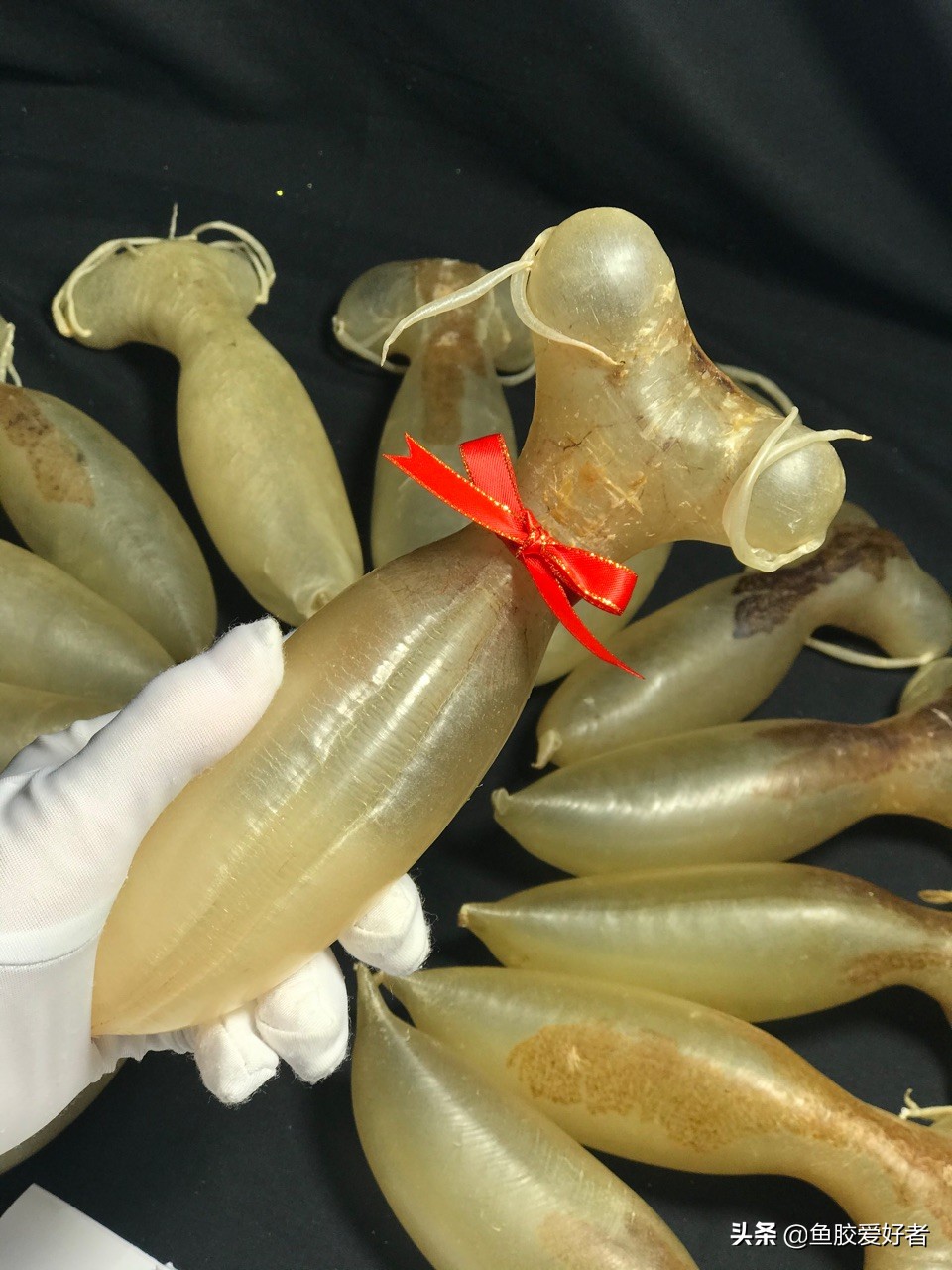 Fine isinglass-spider glue (collector heirloom) - iNEWS