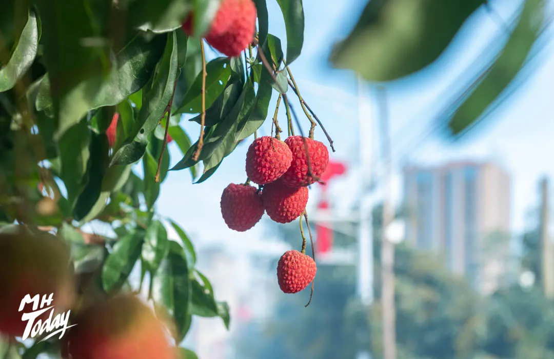 There is a taste of summer, called lychee!Mianhu foodie, how many ...