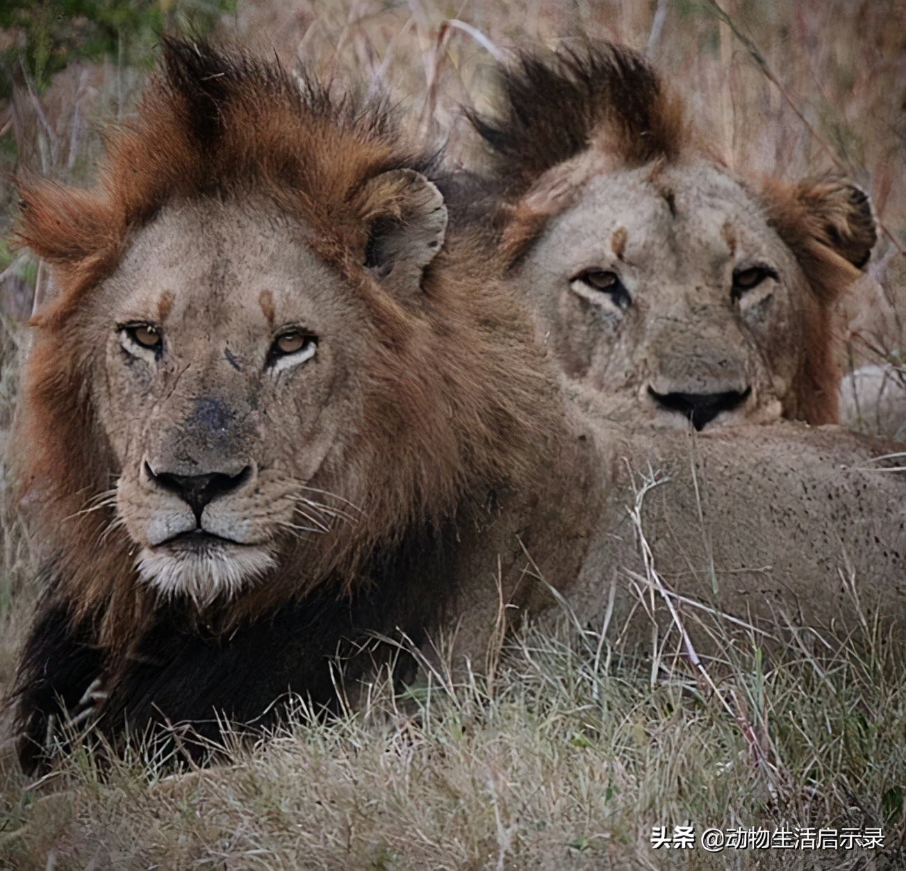 Matt baby-faced lion; his brother died of injury and was unable to ...