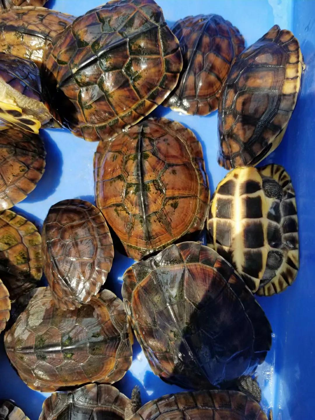 Money Turtle Stone Money - iNEWS