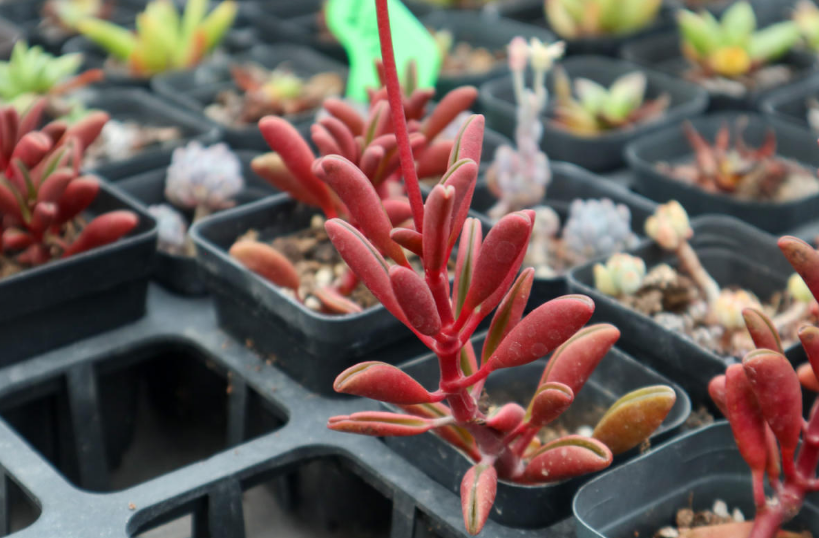 Can be cute and fleshy? 3 reasons, 4 ways to save your crooked head - iNEWS