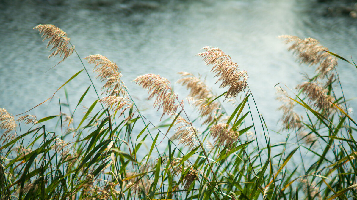 The reed flowers are thousands of hectares and the water is faint, and ...