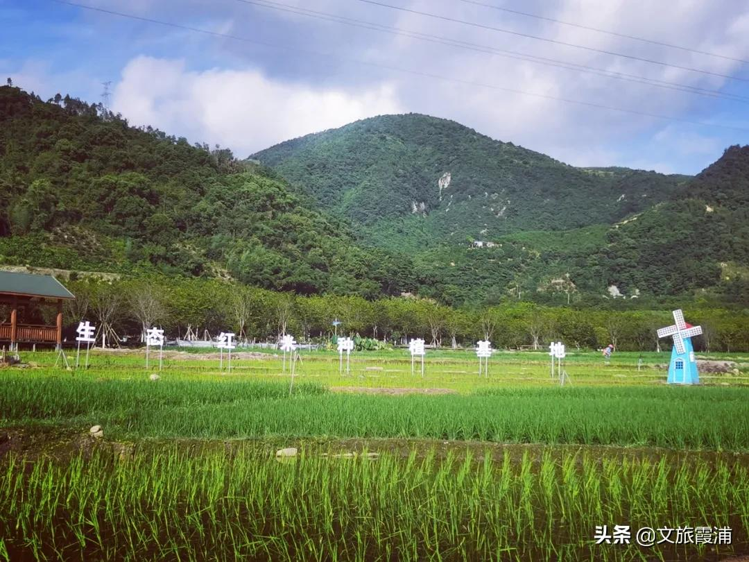 Summer in Yutan Sakura Valley is rice fields, breeze and you - iNEWS