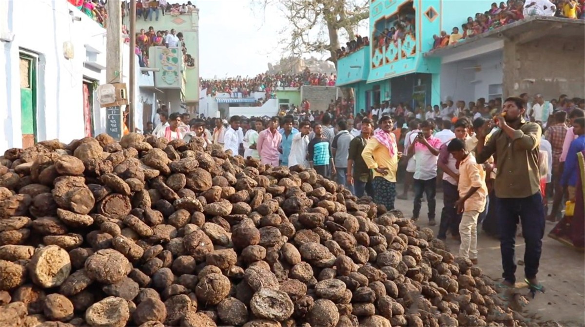 Throwing cow dung at each other at the wonderful Indian “dung-splashing ...