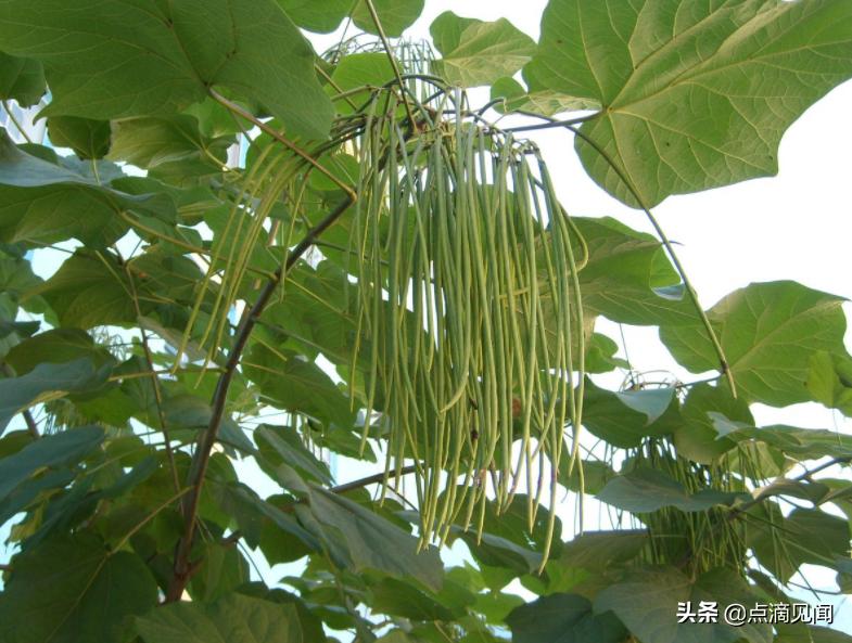 The Water Man-eater "Gu Diao" in the Book of Mountains and Seas-Reading ...