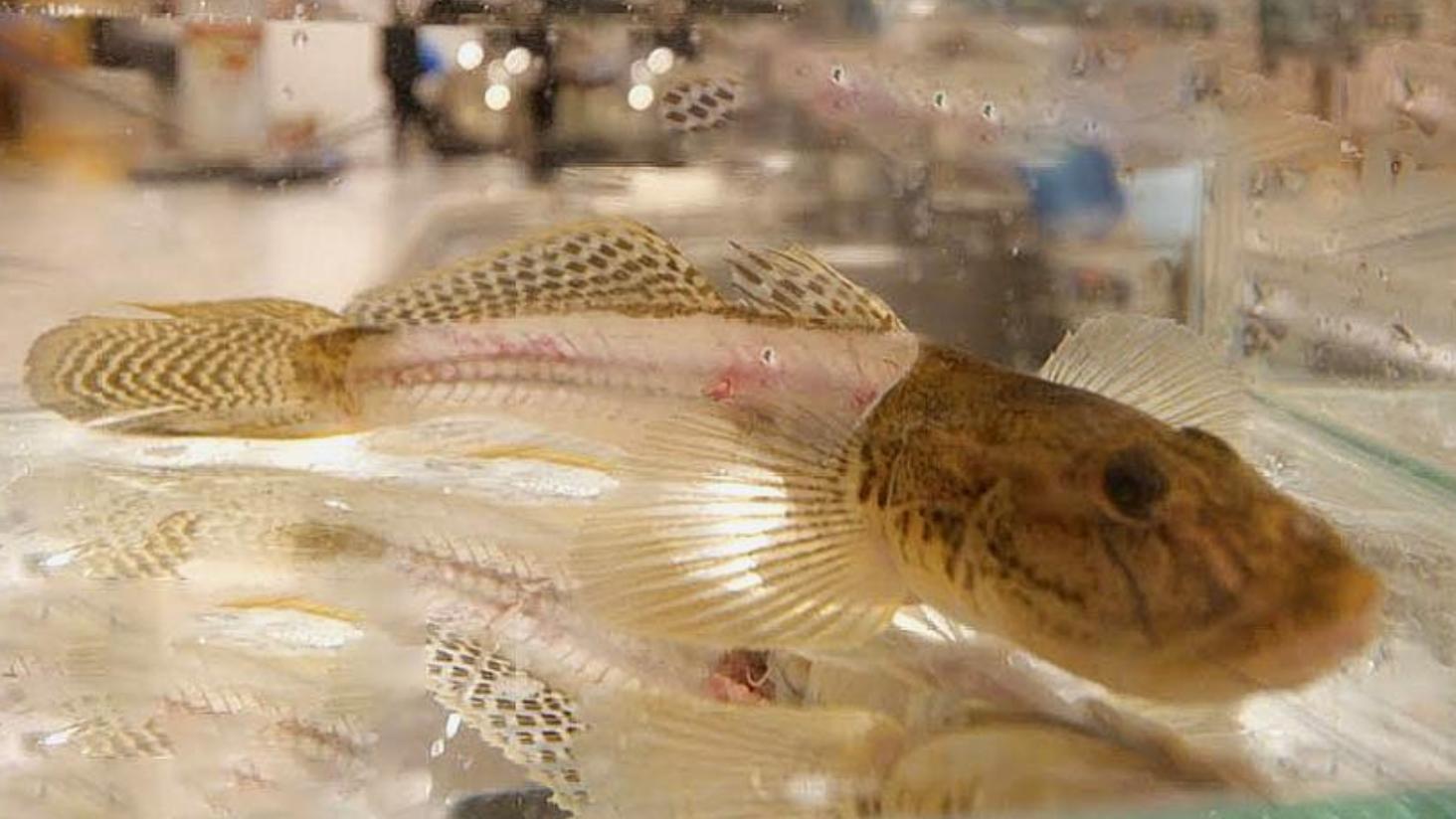 Japan's original "bone swimming" cuisine, how "perverted" are the ...