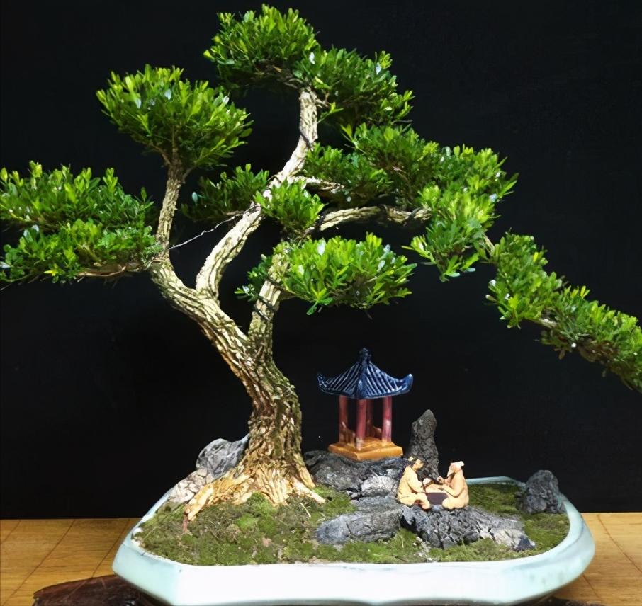 The second type of protected plant Luo Hanong, the price is high, and a ...