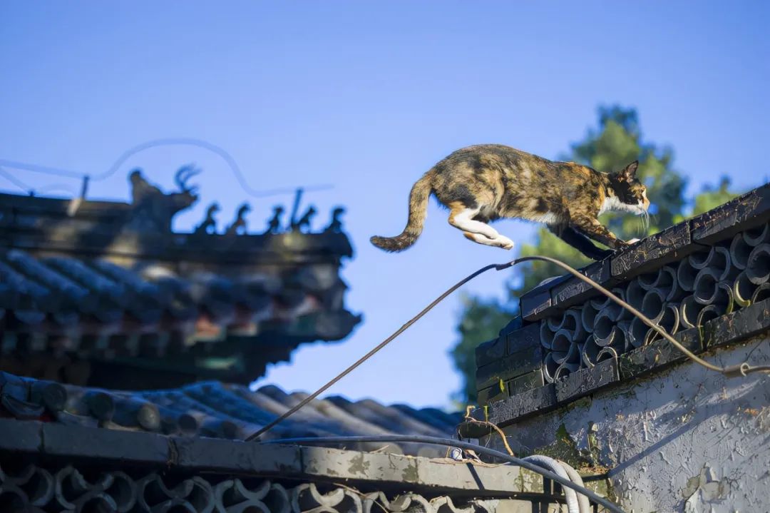 EOS R6 is the best when shooting cats and feelings right - iNEWS