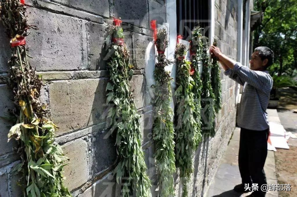 After the Dragon Boat Festival, how to deal with the calamus and ...