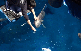 Why is the sunfish that won't escape even if it is bitten? - iNEWS