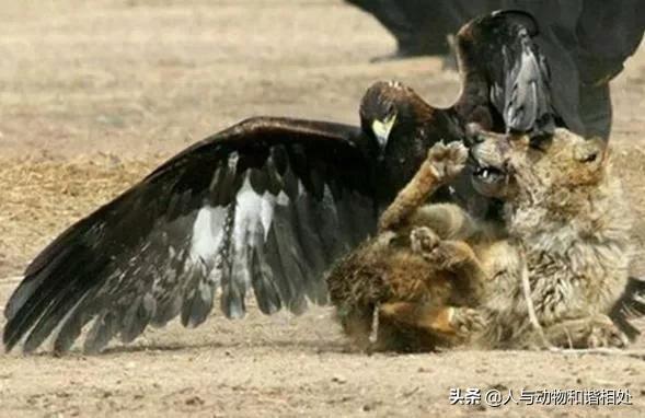 Why can't the wolf beat the golden eagle? - iNEWS