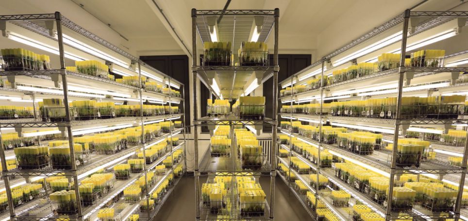 Space breeding technology is becoming more and more mature, and ...