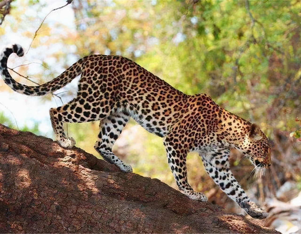 rare!Four North China leopards appeared in Shanxi. Can the "king of the ...