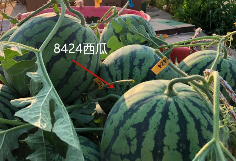The same is watermelon. The taste of common Kirin melon is very ...