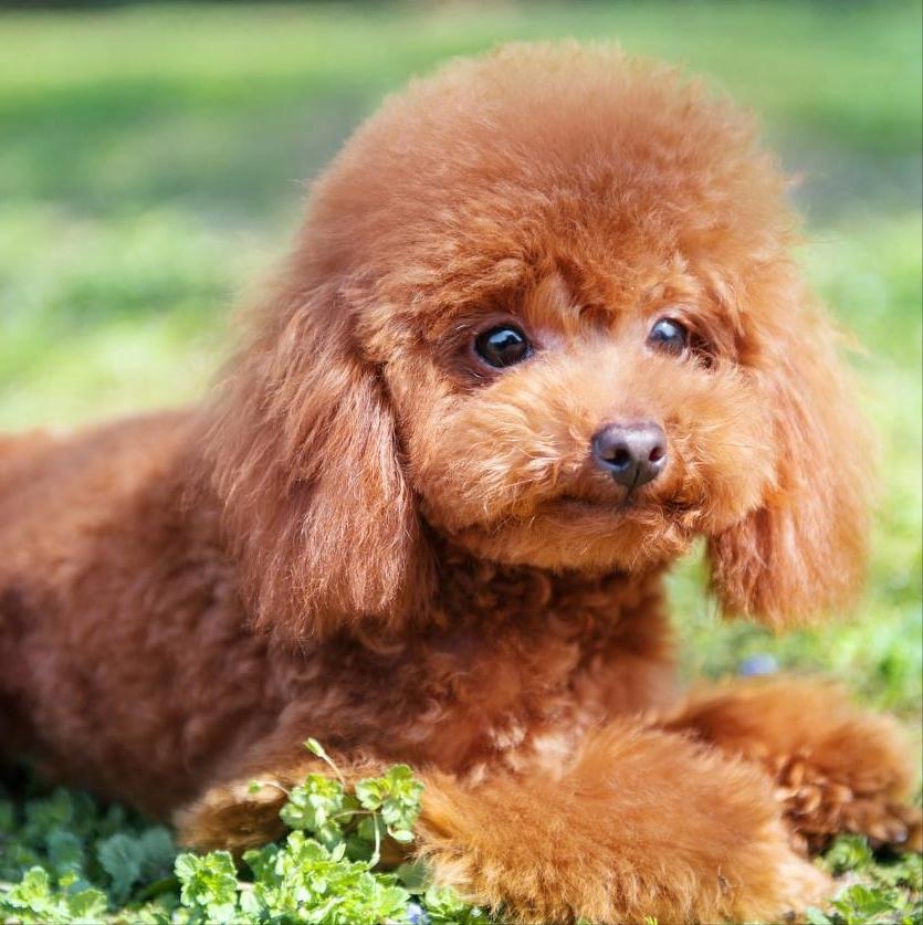 How Teddy Dogs Say "Goodbye" to you, I hope every pet owner will know ...