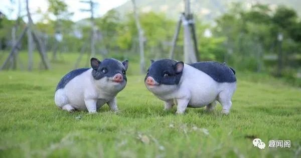 The most expensive pig in the world: Super cute pet teacup pig worth up ...