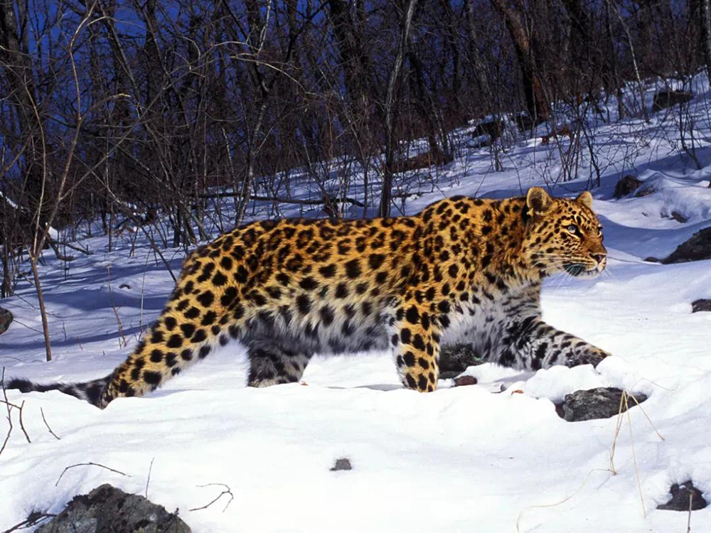 The northeastern leopard killed more than 100 chickens after going down ...