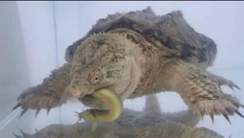 The most ferocious alien species-crocodile turtle - iNEWS