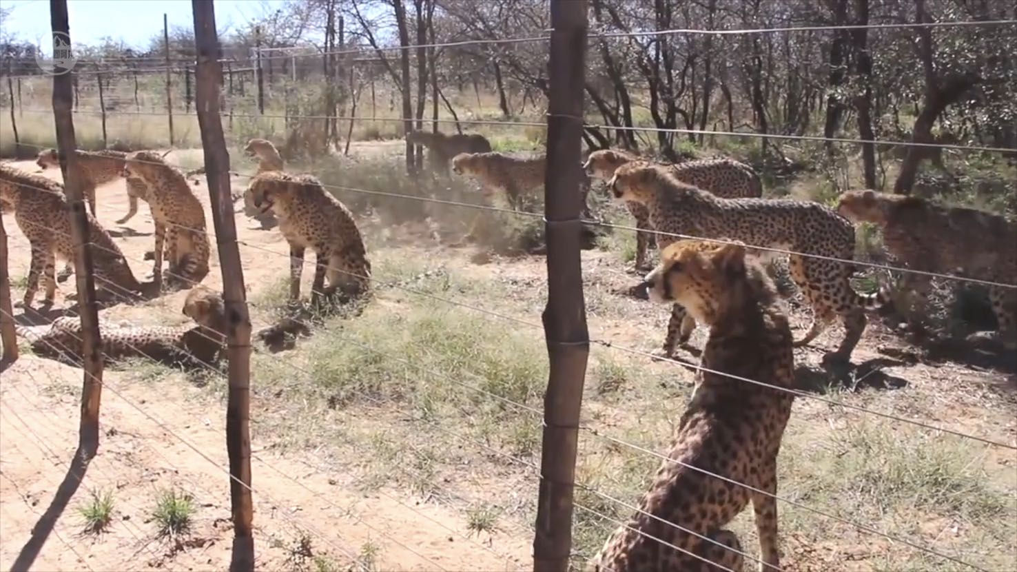 Cheetah: The fastest predator on the surface, but the surface scenery ...