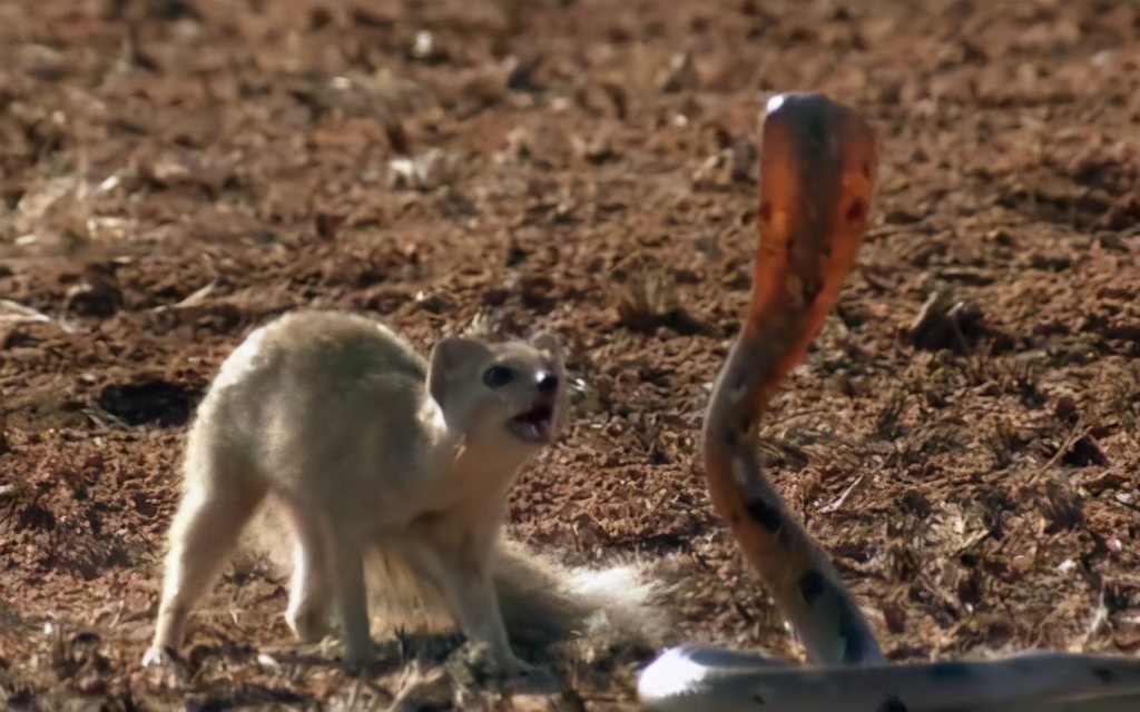 What happens when the females in the group have the final say? The ...