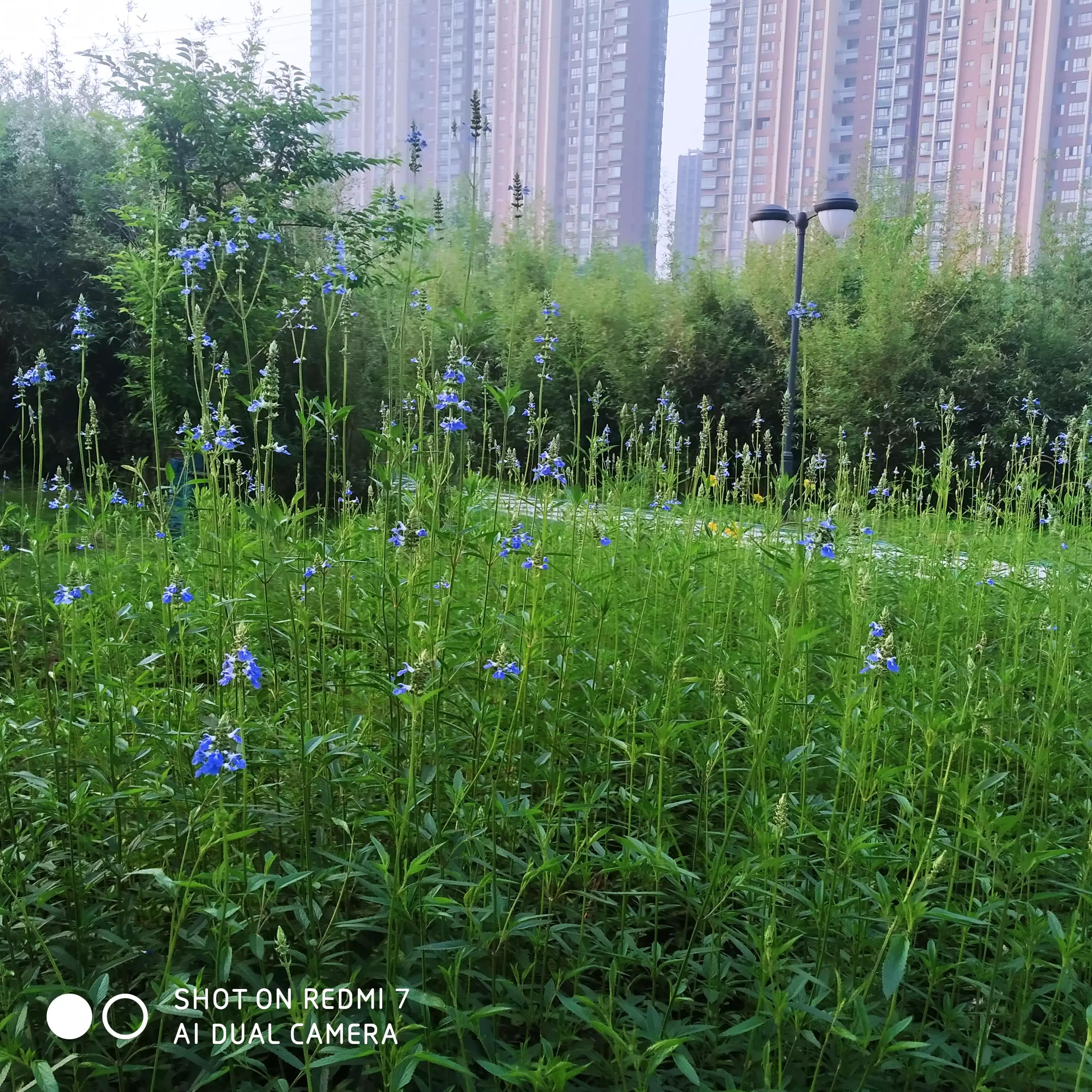 Theory of Five Elements, Ten Days Dry Jiamu, Analysis of Yimu Four ...