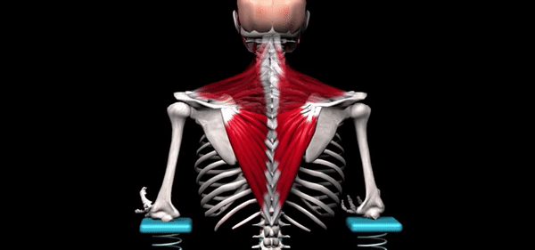 Why do our collarbones look different?Is it risky to deliberately ...