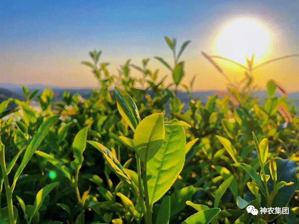 Ten thousand acres of tea garden invites you to a trip in autumn - iNEWS