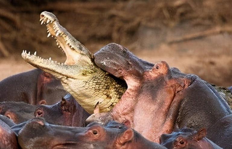 Animals gnaw and swallow their prey cruelly. The momentary snap shots ...