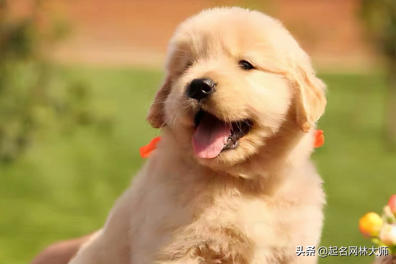 54 "docile" dog names, available on call, obedient and well-behaved - iNEWS